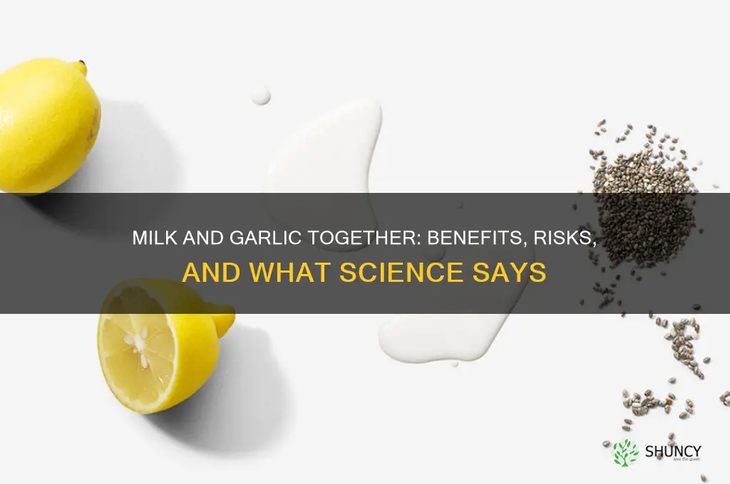 Milk And Garlic Together: Benefits, Risks, And What Science Says | ShunCy
