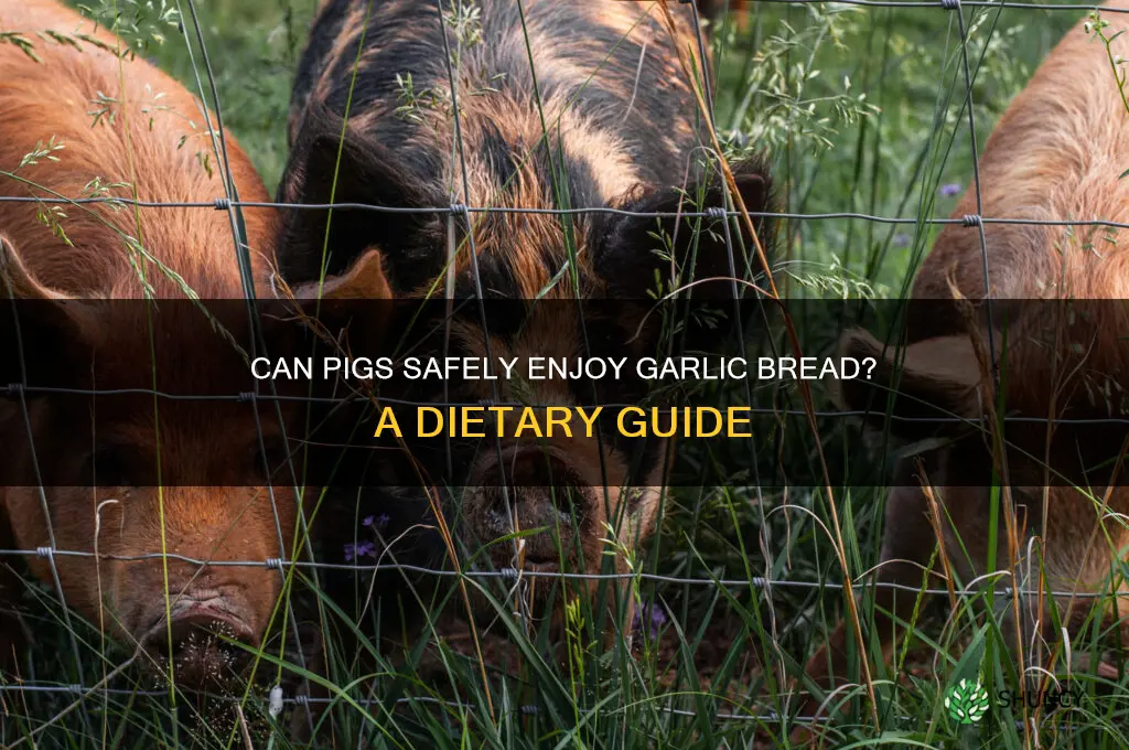 Can Pigs Safely Enjoy Garlic Bread? A Dietary Guide | ShunCy