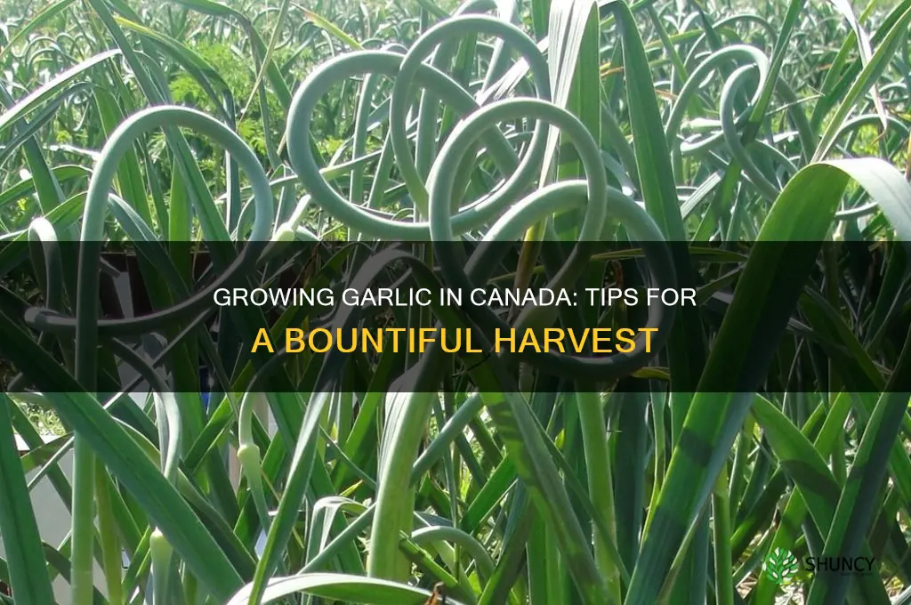 Growing Garlic In Canada: Tips For A Bountiful Harvest | ShunCy