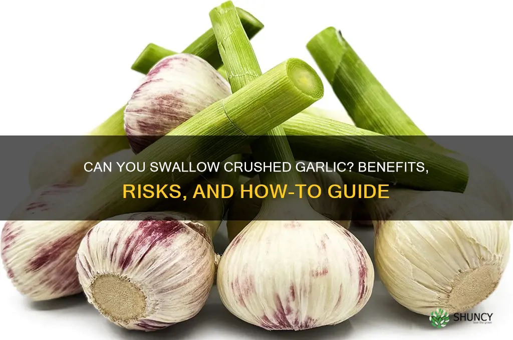 Can You Swallow Crushed Garlic? Benefits, Risks, And How-To Guide | ShunCy