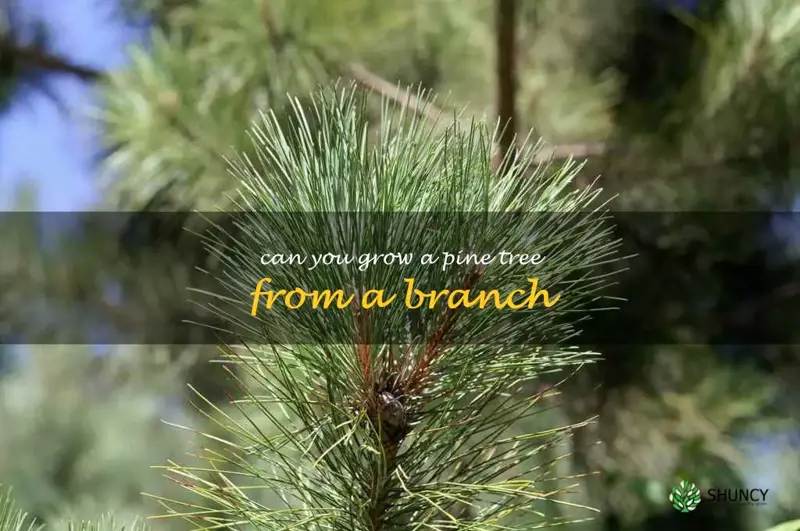 How To Grow A Pine Tree From A Single Branch ShunCy How To Grow A Pine Tree From A Single Branch ShunCy