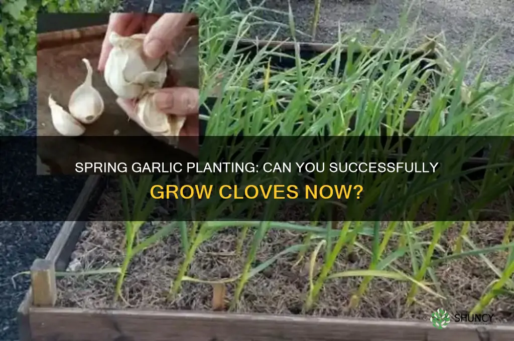 Spring Garlic Planting: Can You Successfully Grow Cloves Now? | ShunCy