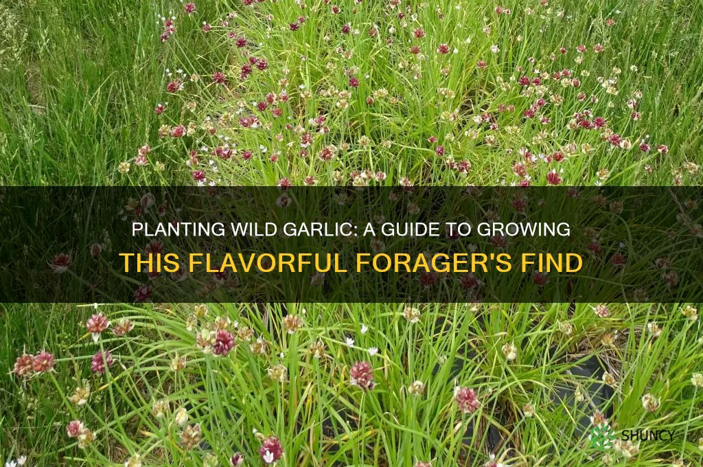 Planting Wild Garlic: A Guide To Growing This Flavorful Forager's Find ...