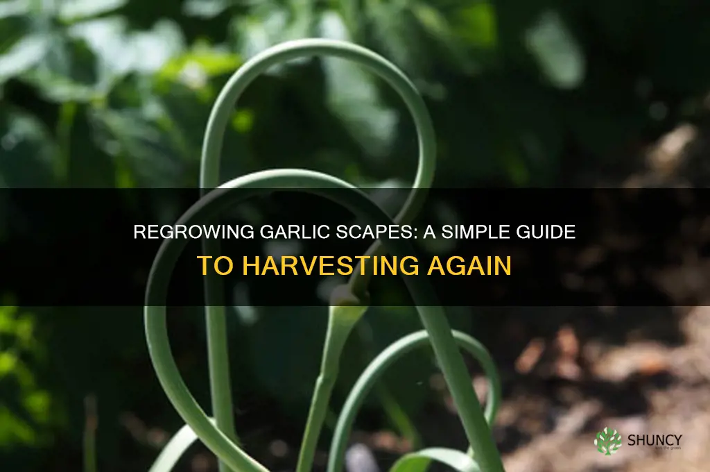 Regrowing Garlic Scapes: A Simple Guide To Harvesting Again | ShunCy