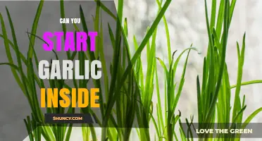 Growing Garlic Indoors: Tips For Starting Cloves Inside Successfully ...