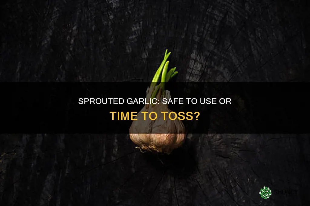 Sprouted Garlic: Safe To Use Or Time To Toss? | ShunCy