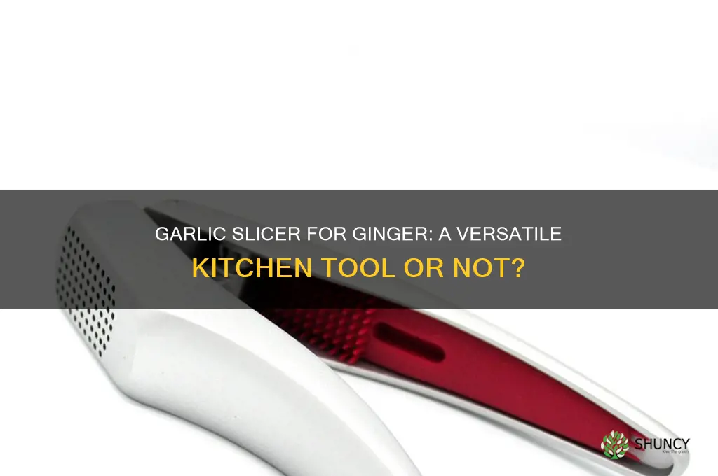 Garlic Slicer For Ginger: A Versatile Kitchen Tool Or Not? | ShunCy
