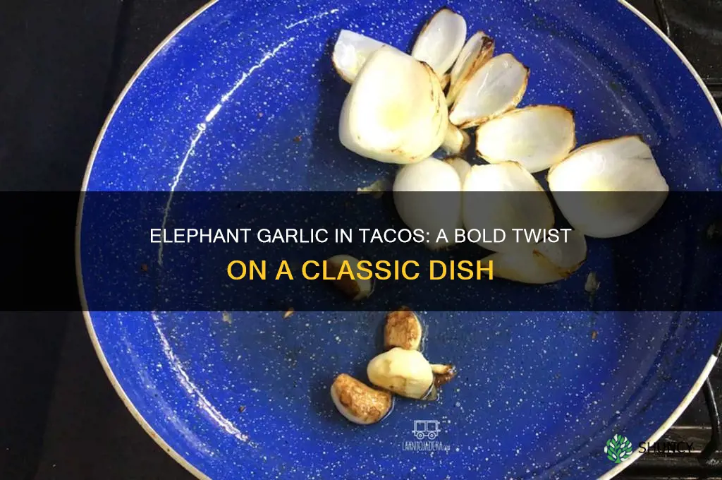 Elephant Garlic In Tacos: A Bold Twist On A Classic Dish | ShunCy