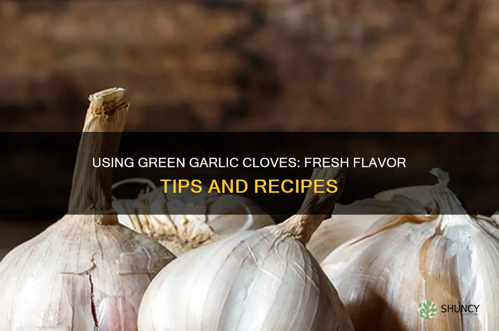Using Green Garlic Cloves: Fresh Flavor Tips And Recipes | ShunCy