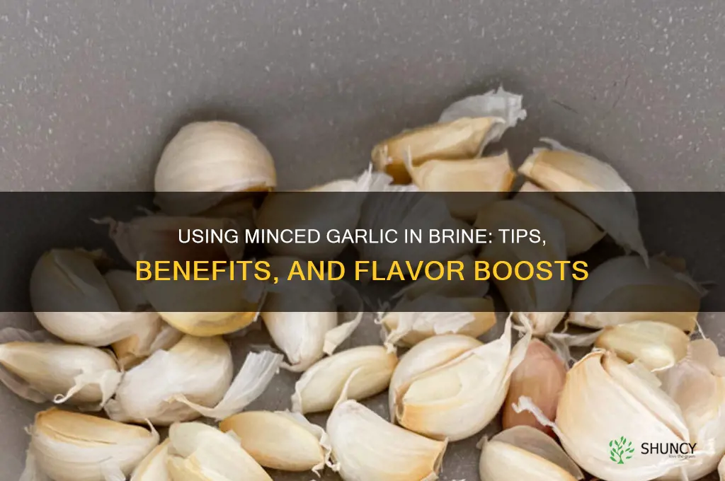 Using Minced Garlic In Brine: Tips, Benefits, And Flavor Boosts | ShunCy
