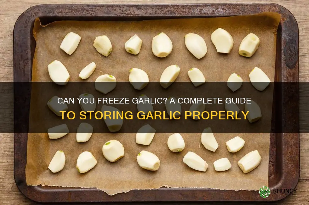 Can You Freeze Garlic? A Complete Guide To Storing Garlic Properly | ShunCy