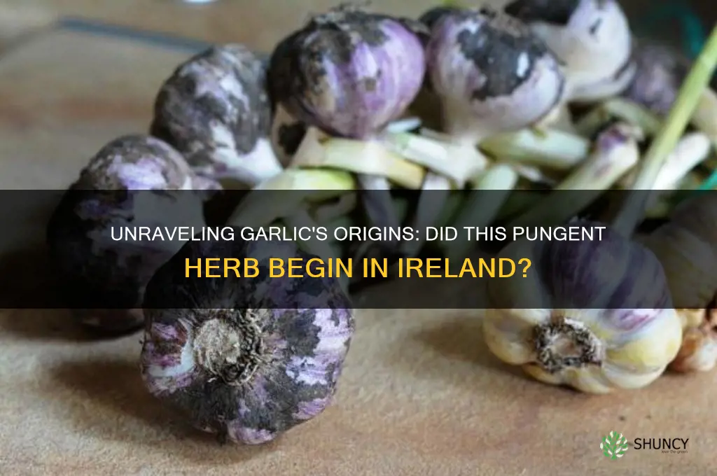 Unraveling Garlic's Origins: Did This Pungent Herb Begin In Ireland ...