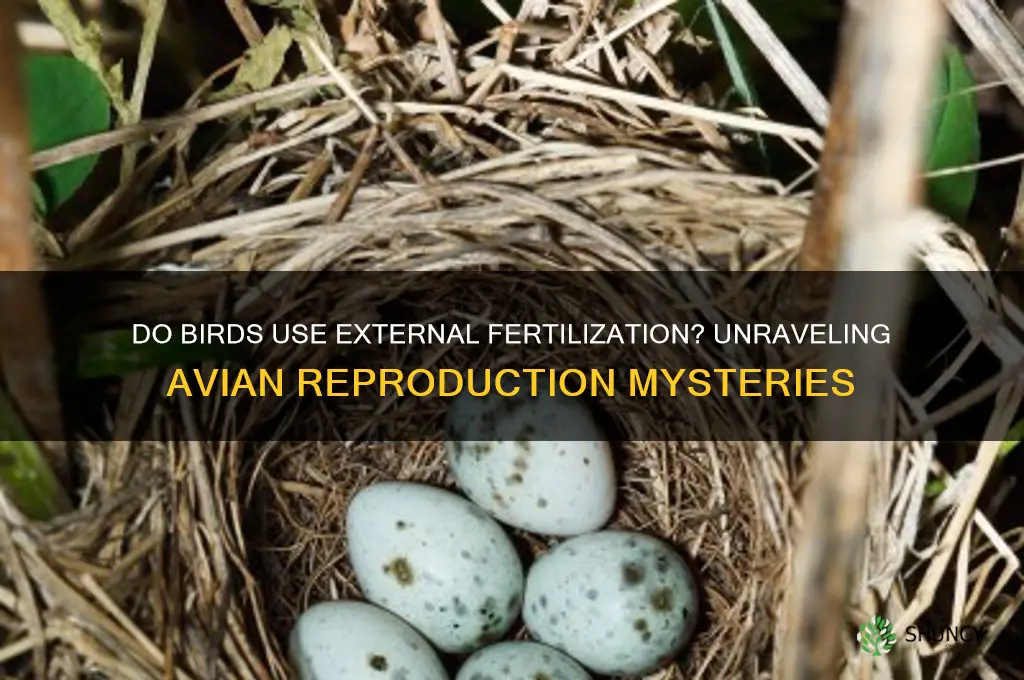 Do Birds Use External Fertilization? Unraveling Avian Reproduction ...