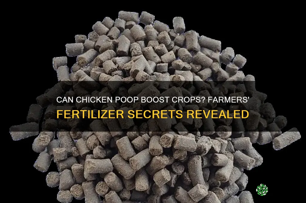 Can Chicken Poop Boost Crops? Farmers' Fertilizer Secrets Revealed | ShunCy