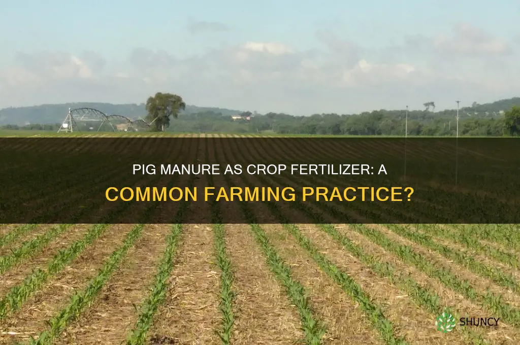 Pig Manure As Crop Fertilizer: A Common Farming Practice? | ShunCy