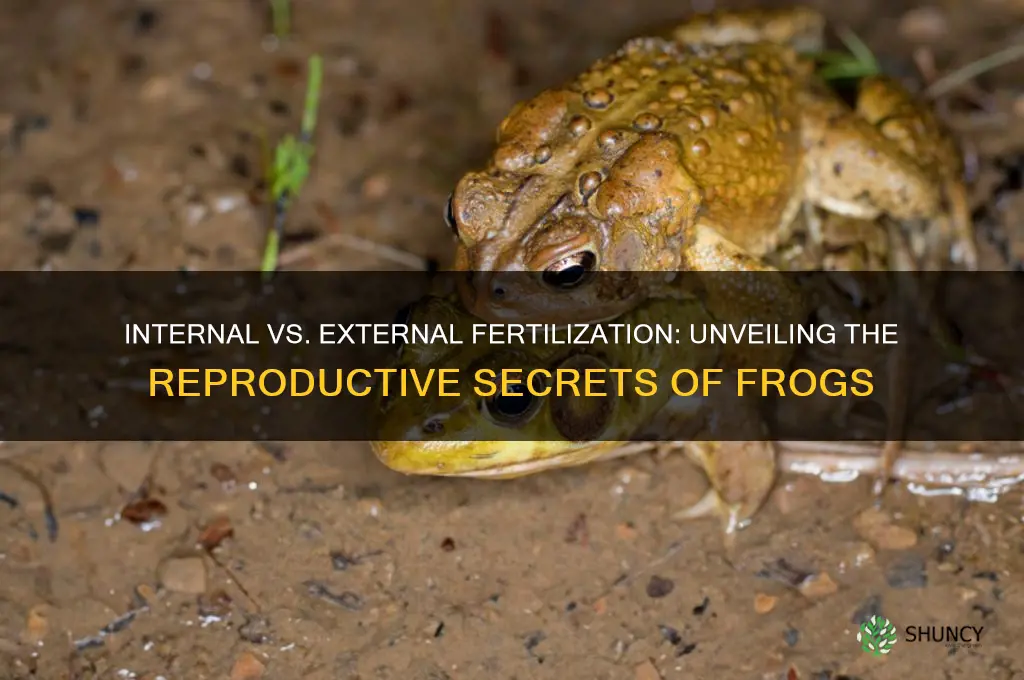 Internal Vs. External Fertilization: Unveiling The Reproductive Secrets ...