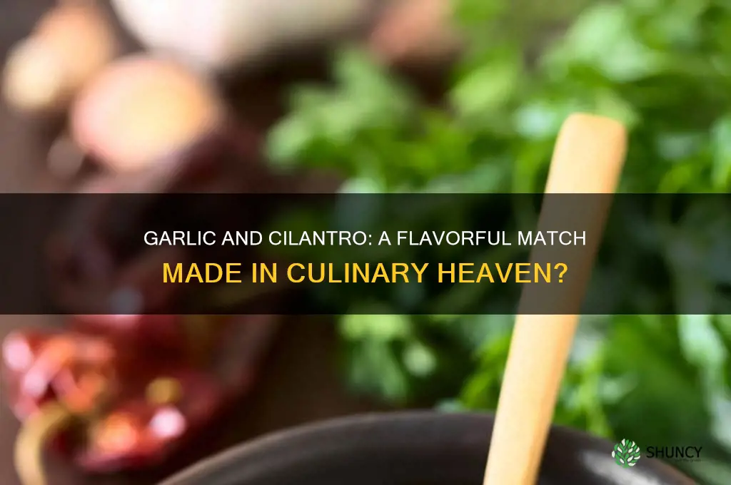 Garlic And Cilantro: A Flavorful Match Made In Culinary Heaven? | ShunCy