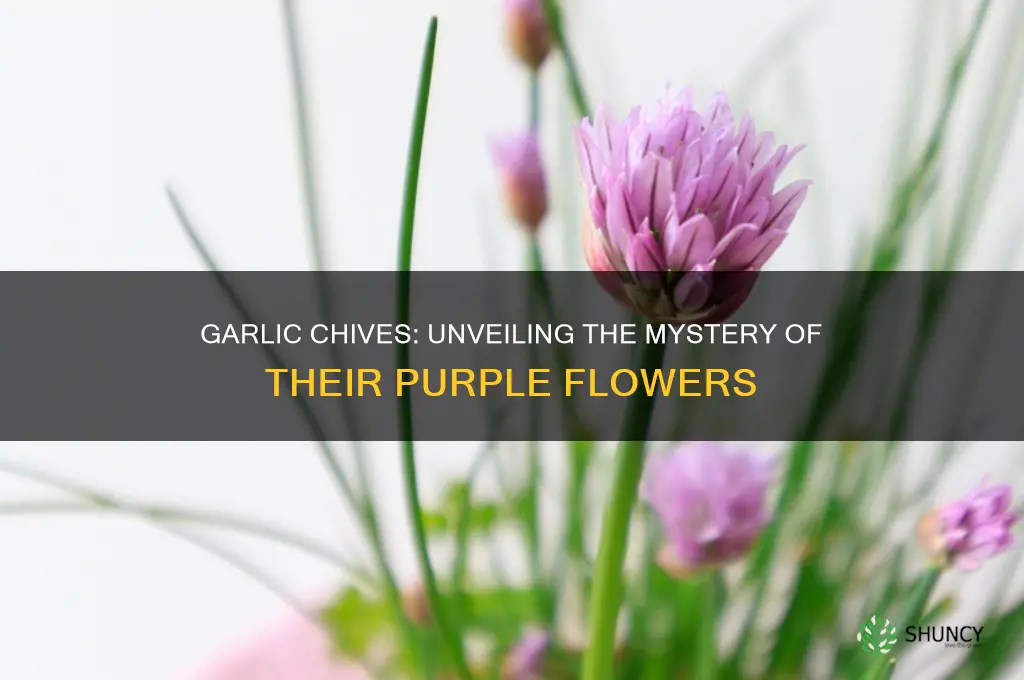 Garlic Chives: Unveiling The Mystery Of Their Purple Flowers | ShunCy