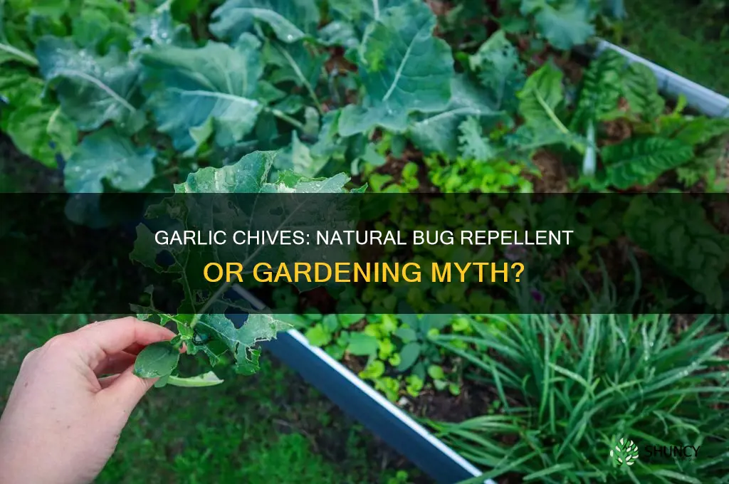 Garlic Chives: Natural Bug Repellent Or Gardening Myth? | ShunCy
