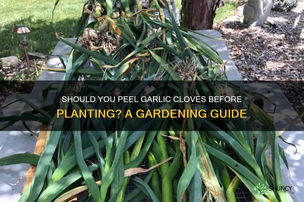 Should You Peel Garlic Cloves Before Planting? A Gardening Guide | ShunCy