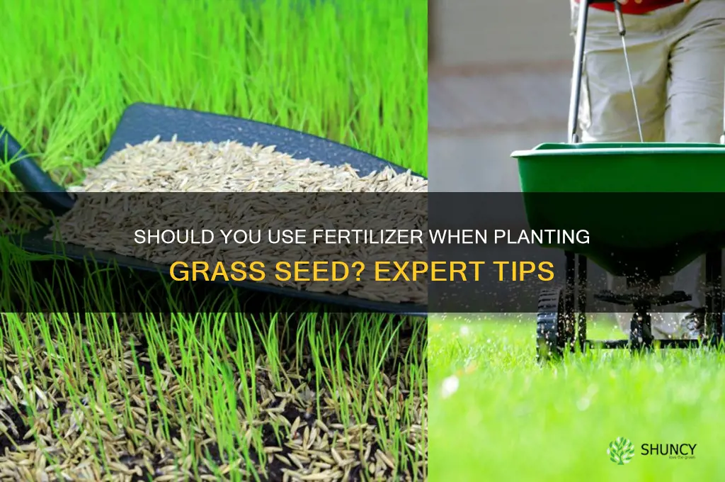 Should You Use Fertilizer When Planting Grass Seed? Expert Tips | ShunCy