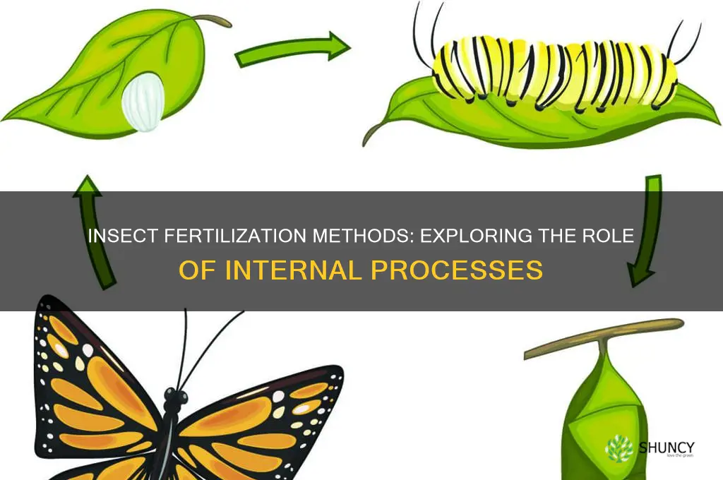Insect Fertilization Methods: Exploring The Role Of Internal Processes ...