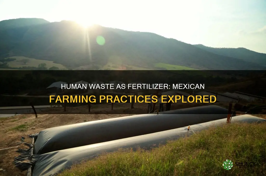 Human Waste As Fertilizer: Mexican Farming Practices Explored | ShunCy