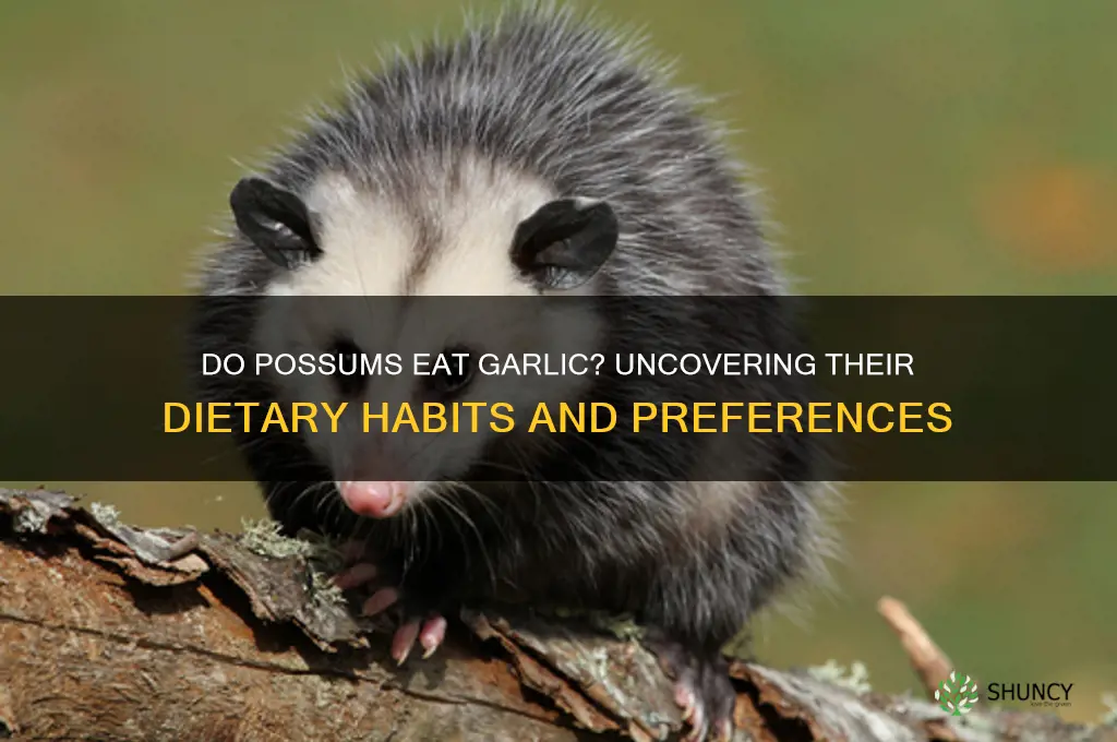 Do Possums Eat Garlic? Uncovering Their Dietary Habits And Preferences ...