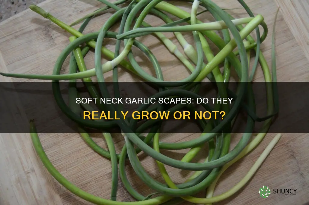 Soft Neck Garlic Scapes: Do They Really Grow Or Not? | ShunCy