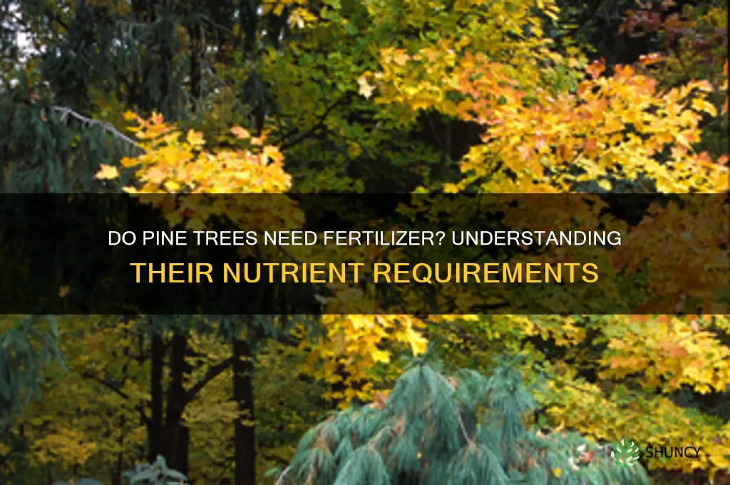 Do Pine Trees Need Fertilizer? Understanding Their Nutrient ...