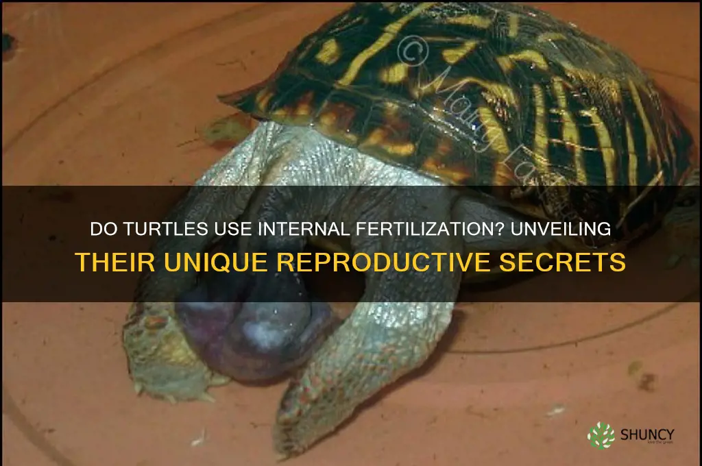 Do Turtles Use Internal Fertilization? Unveiling Their Unique ...
