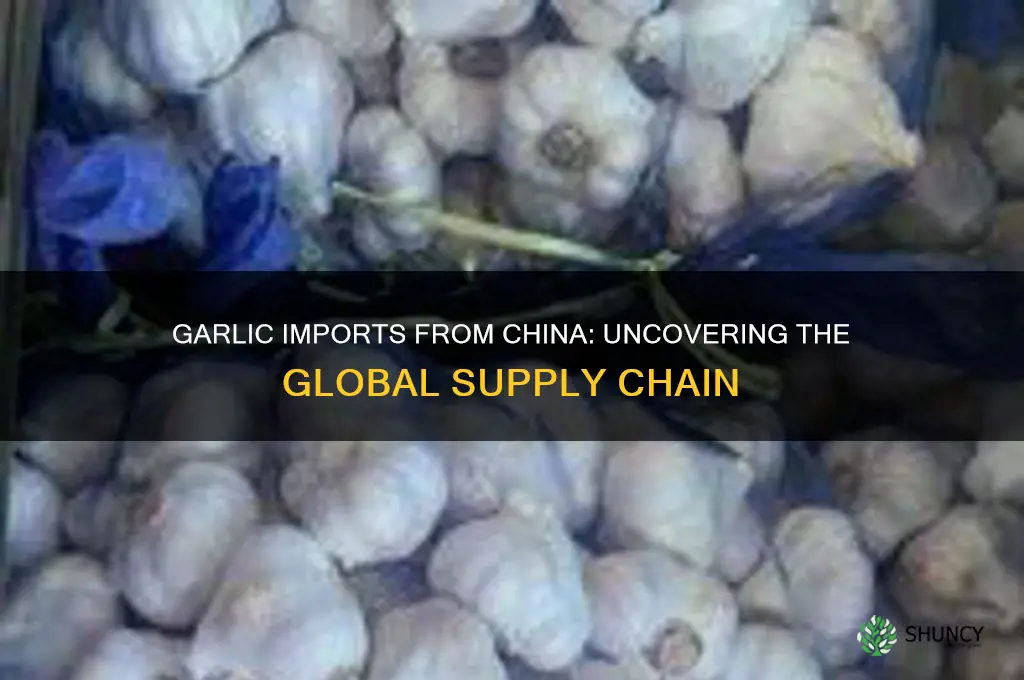 Garlic Imports From China: Uncovering The Global Supply Chain | ShunCy