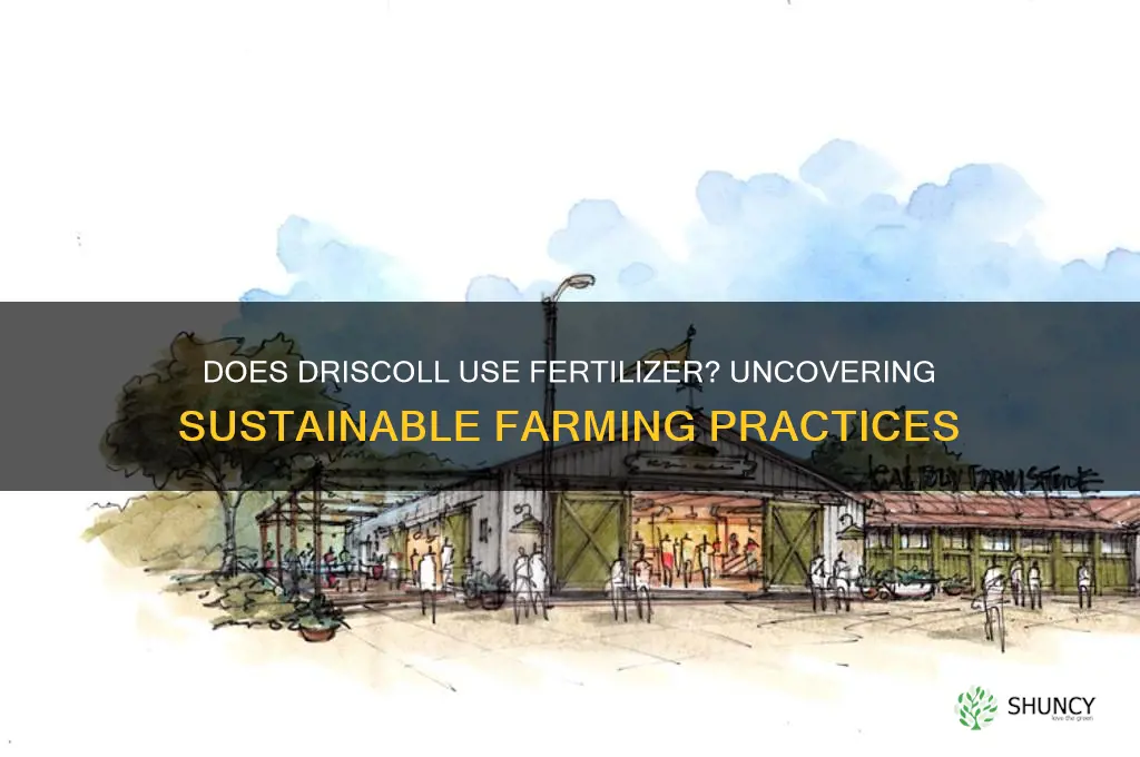 Does Driscoll Use Fertilizer? Uncovering Sustainable Farming Practices ...
