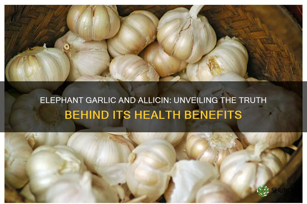 Elephant Garlic And Allicin: Unveiling The Truth Behind Its Health ...