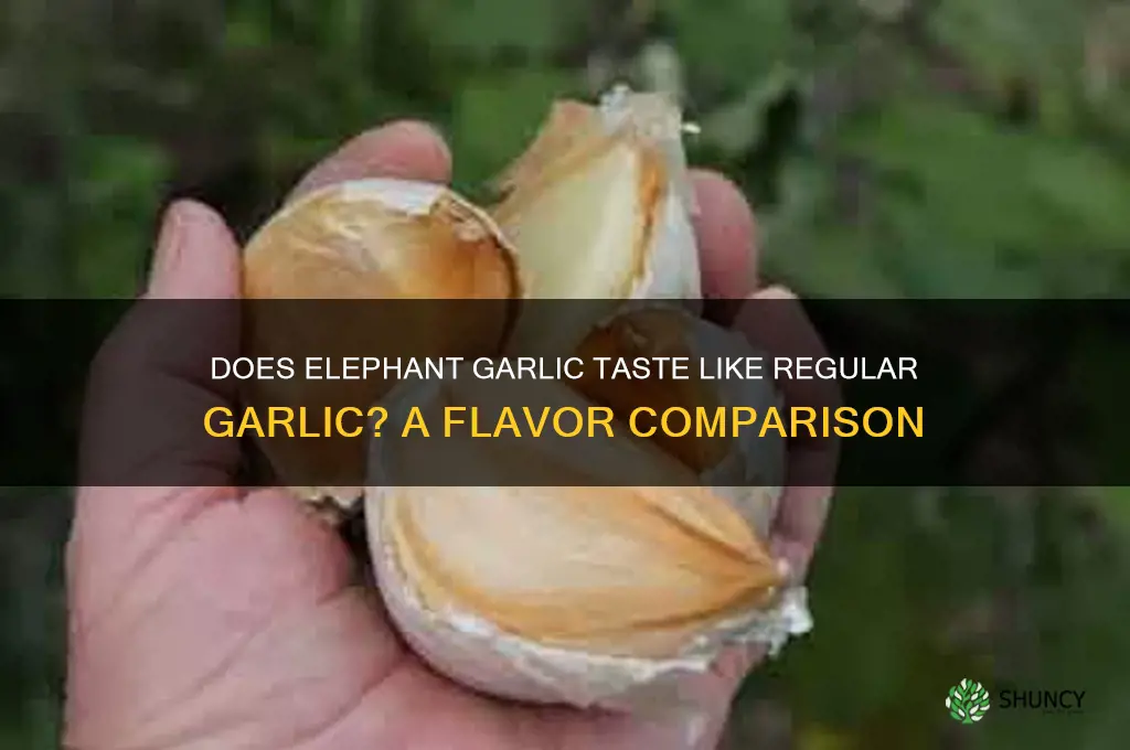 Does Elephant Garlic Taste Like Regular Garlic? A Flavor Comparison ...