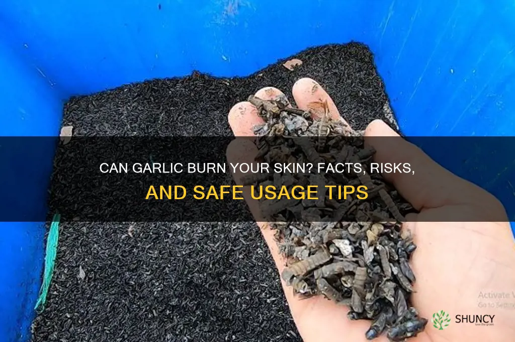 Can Garlic Burn Your Skin? Facts, Risks, And Safe Usage Tips | ShunCy