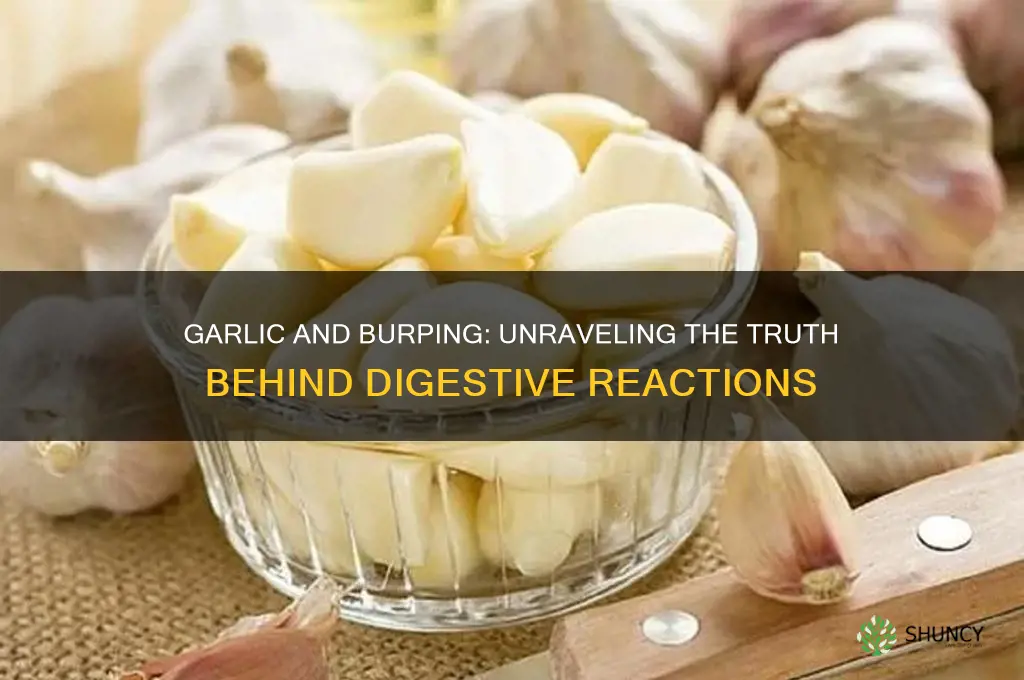 Garlic And Burping: Unraveling The Truth Behind Digestive Reactions ...