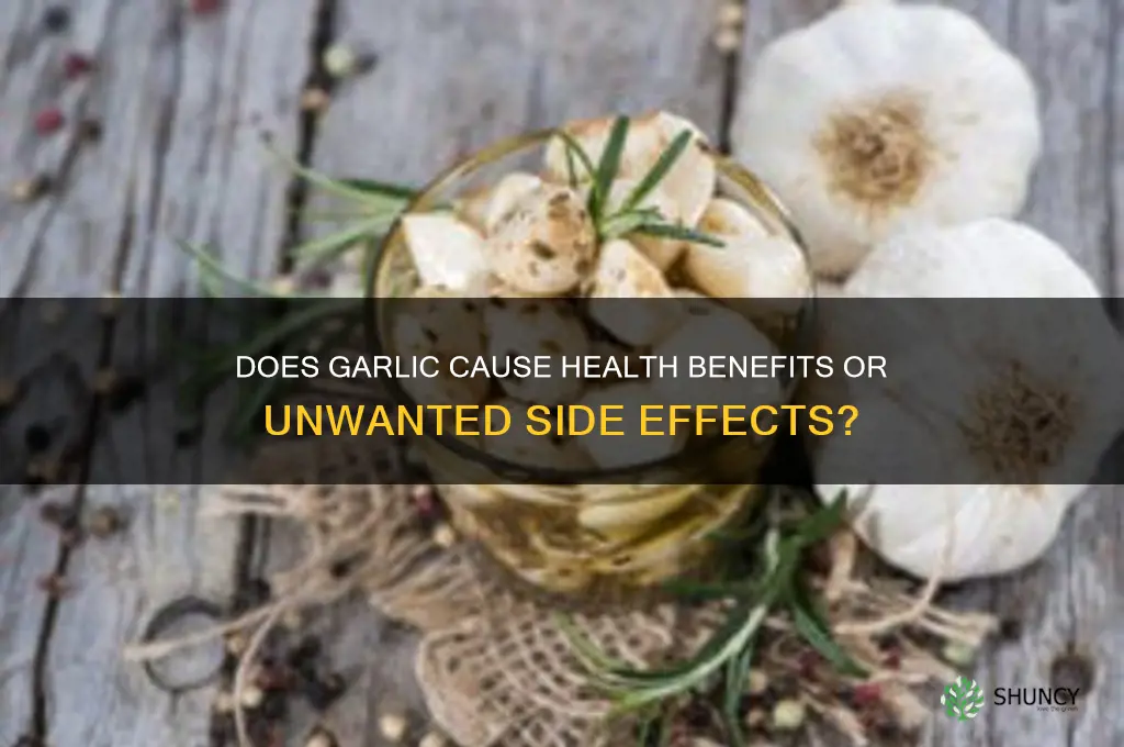 Does Garlic Cause Health Benefits Or Unwanted Side Effects? | ShunCy