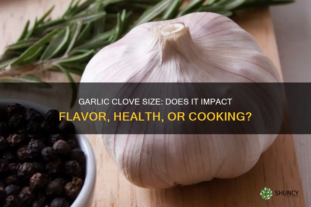 Garlic Clove Size: Does It Impact Flavor, Health, Or Cooking? | ShunCy