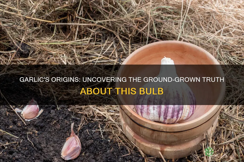 Garlic's Origins: Uncovering The Ground-Grown Truth About This Bulb ...