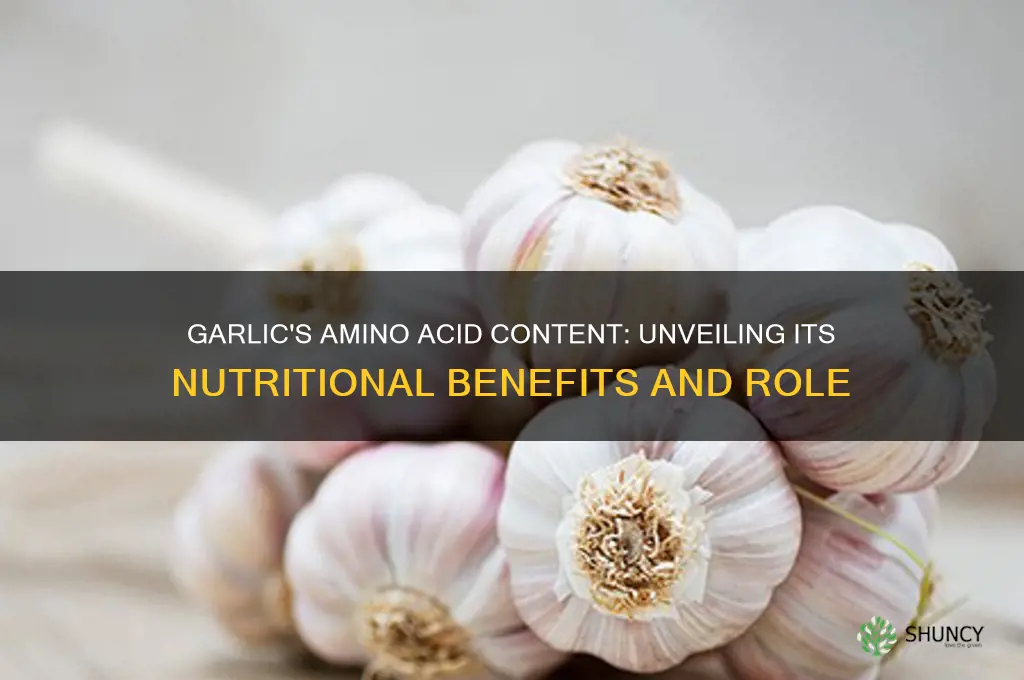 Garlic's Amino Acid Content: Unveiling Its Nutritional Benefits And ...
