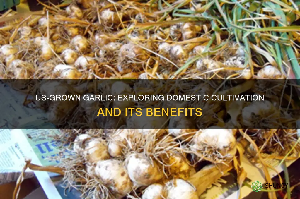 Us-Grown Garlic: Exploring Domestic Cultivation And Its Benefits | ShunCy