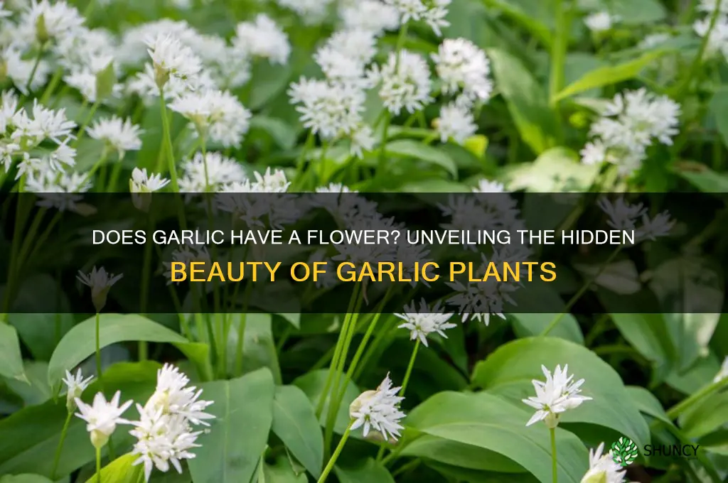 Does Garlic Have A Flower? Unveiling The Hidden Beauty Of Garlic Plants ...