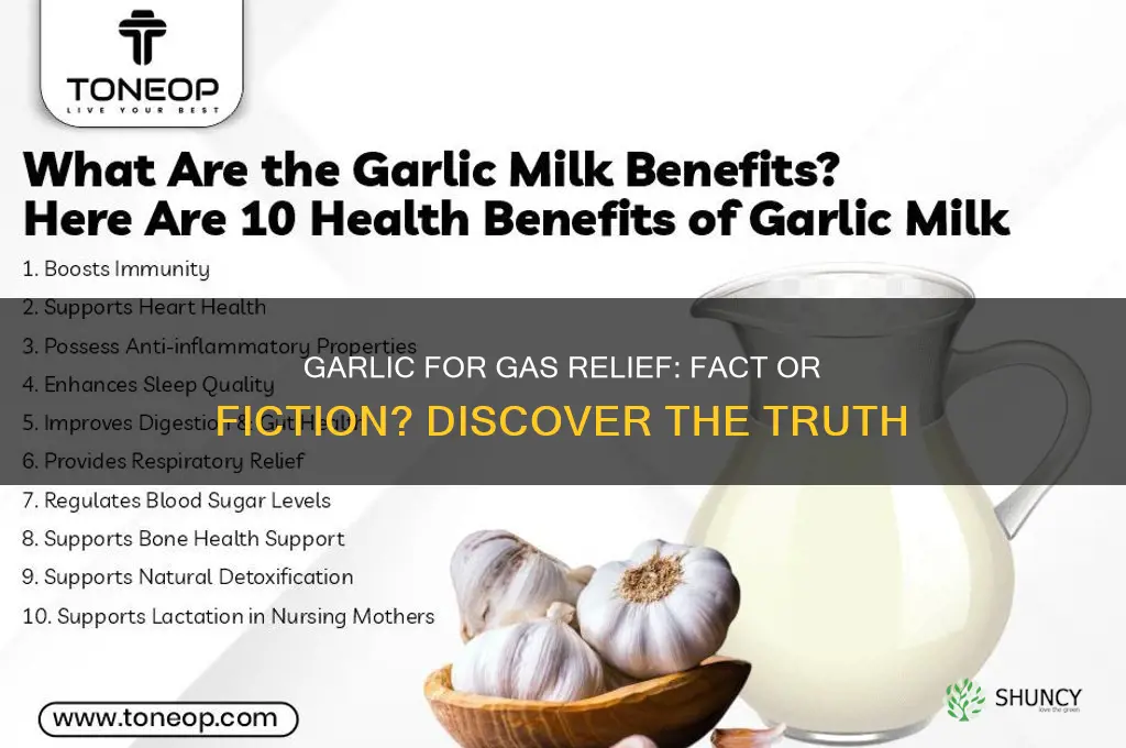 Garlic For Gas Relief: Fact Or Fiction? Discover The Truth | ShunCy
