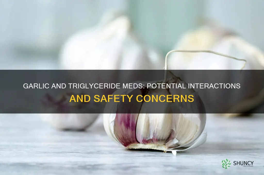 Garlic And Triglyceride Meds: Potential Interactions And Safety ...