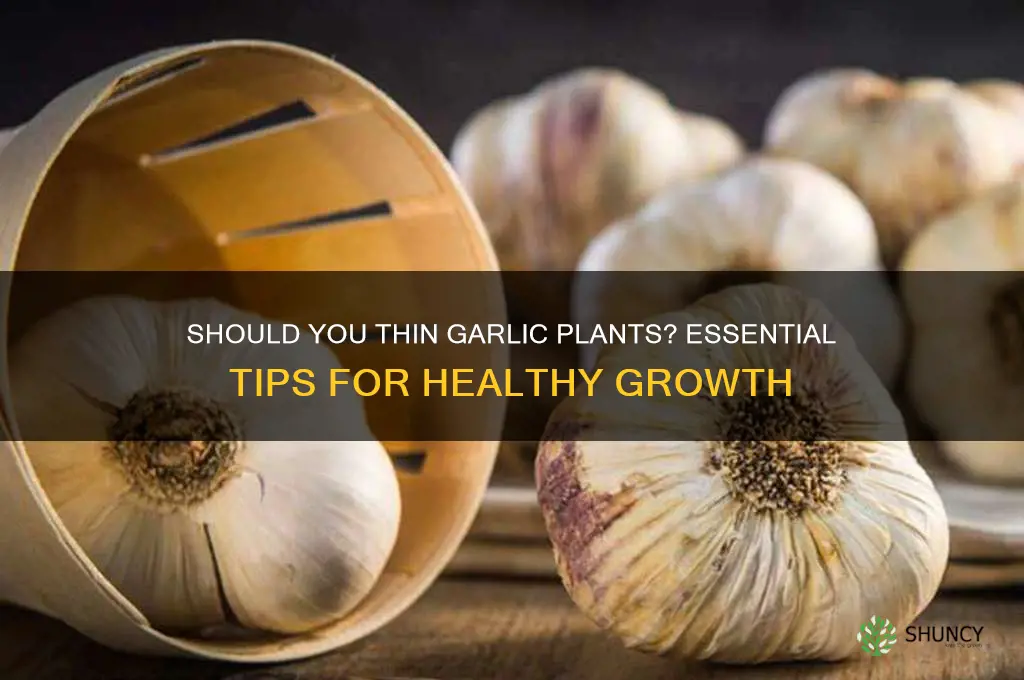 Should You Thin Garlic Plants? Essential Tips For Healthy Growth | ShunCy