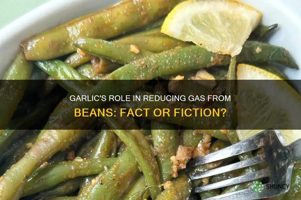 Garlic's Role In Reducing Gas From Beans: Fact Or Fiction? | ShunCy