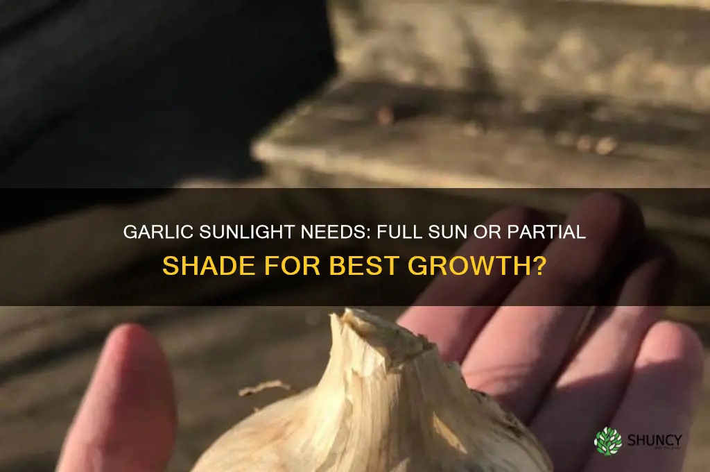 Garlic Sunlight Needs: Full Sun Or Partial Shade For Best Growth? | ShunCy