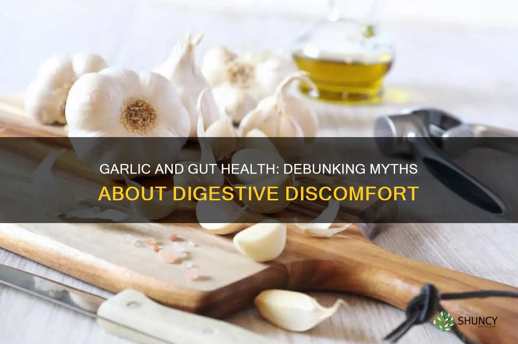 Garlic And Gut Health: Debunking Myths About Digestive Discomfort | ShunCy