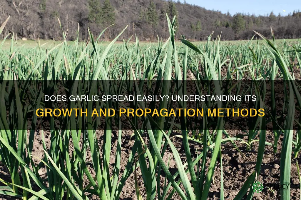 Does Garlic Spread Easily? Understanding Its Growth And Propagation ...
